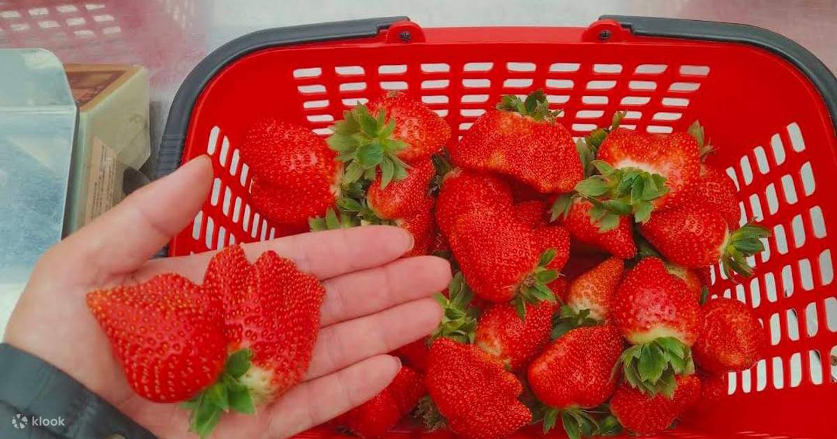 Miaoli: Erdbeerpflückerlebnis auf der Jixuan Farm - Klook, Vereinigte ...