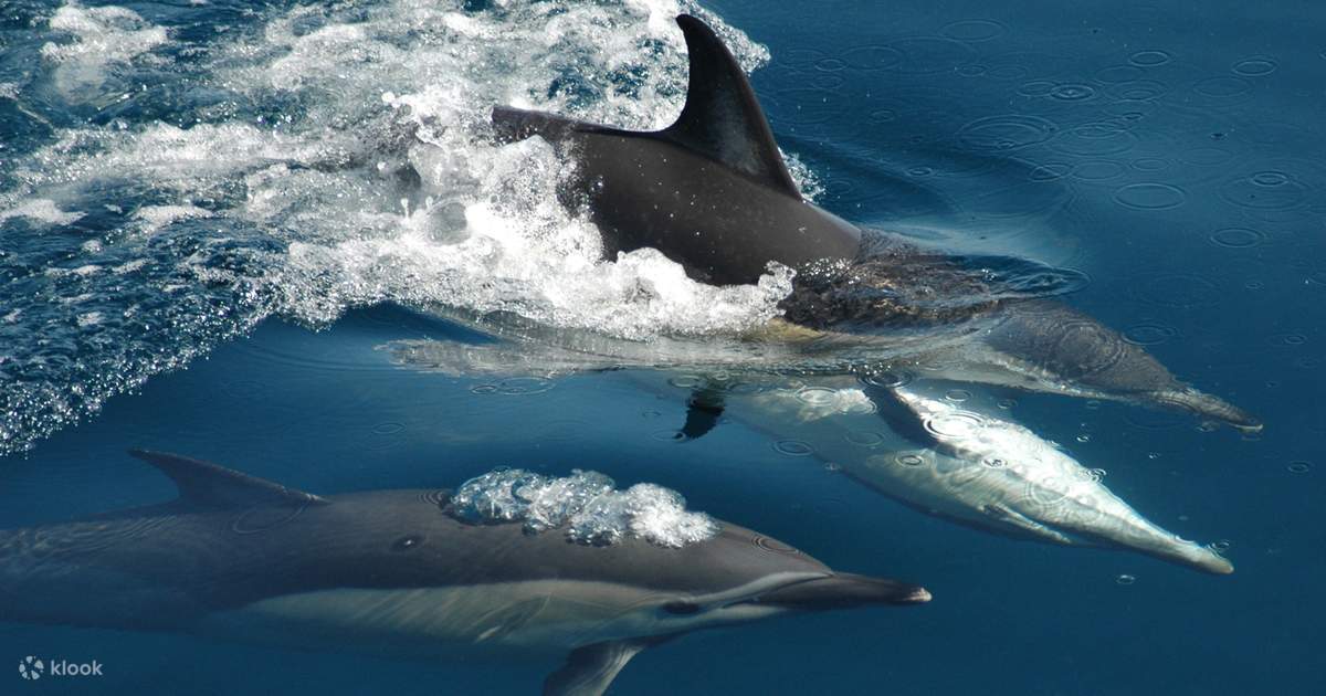 Tikapa Moana Whale And Dolphin Wildlife Cruise in Auckland - Klook
