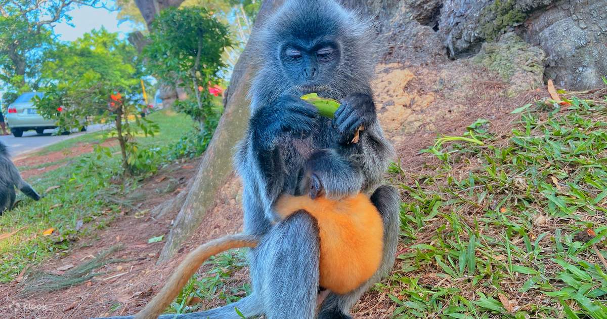 Kuala Selangor Fireflies Tour with Seafood Dinner and Boat Trip - Klook ...