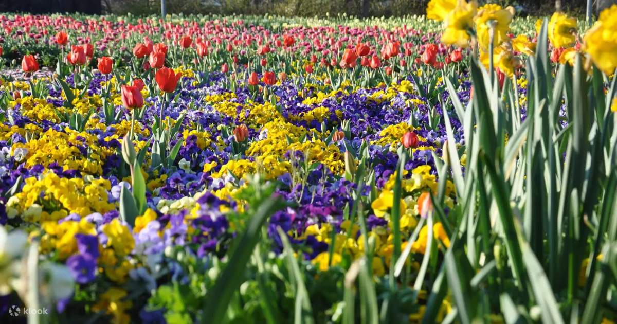 Tour Lễ Hội Hoa Tulip ở Canberra Floriade - Klook Việt Nam