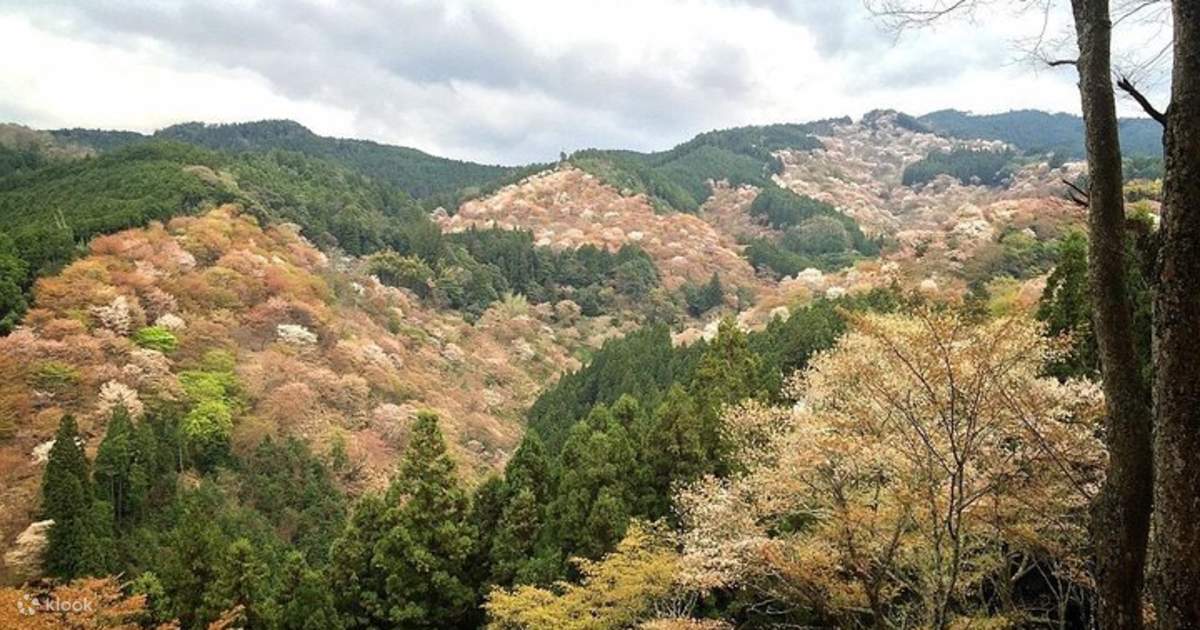 Ciudad de Yoshino, tour privado de un día al monte Yoshino - Klook ...