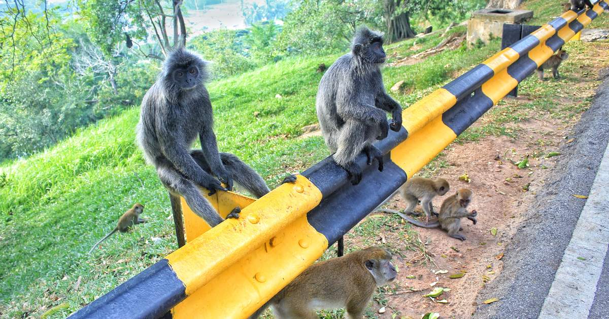 Kuala Selangor Fireflies Tour with Seafood Dinner and Boat Trip - Klook ...