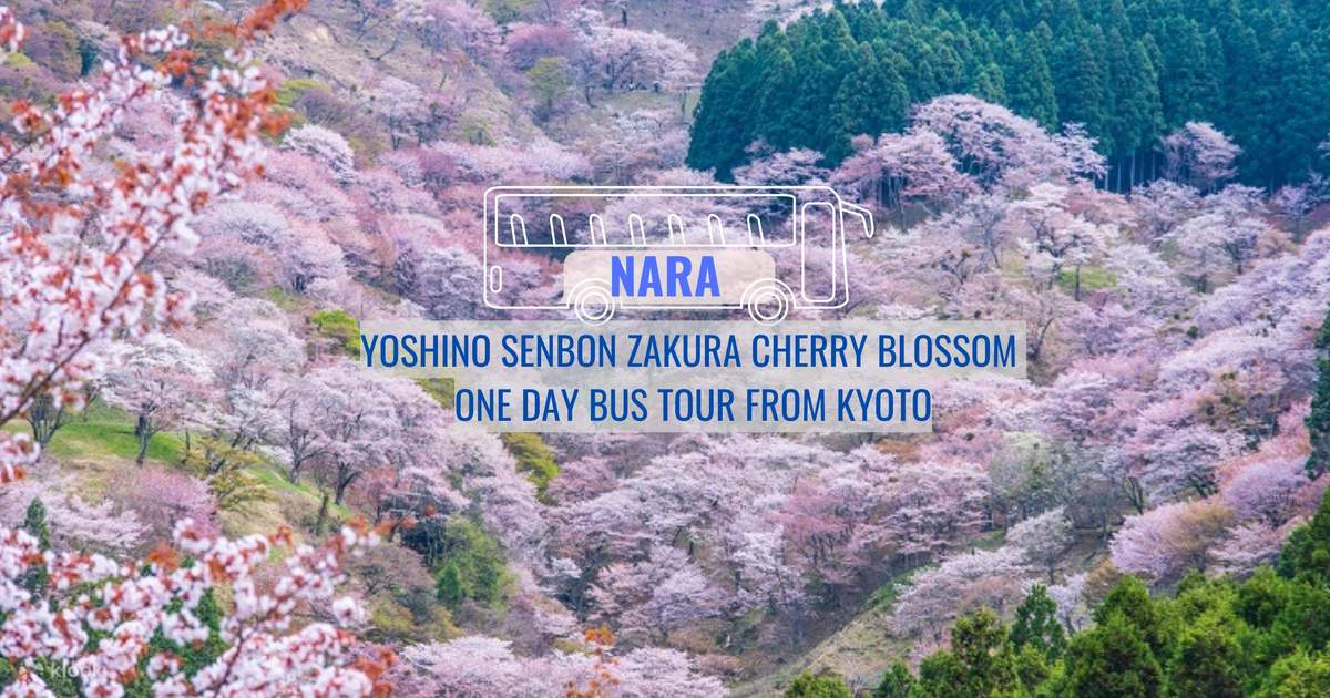 Yoshino Senbon Zakura Cherry Blossom 1 Day Bus Tour from Kyoto - Klook ...