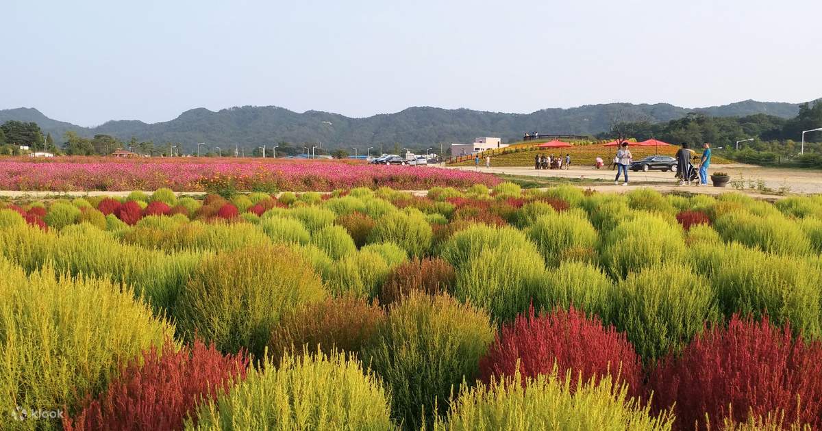 首爾京畿道秋季郊遊賞花一天團 - 楊州Nari公園+馬場湖水+高陽Starfield+恩平韓屋村 - Klook 客路