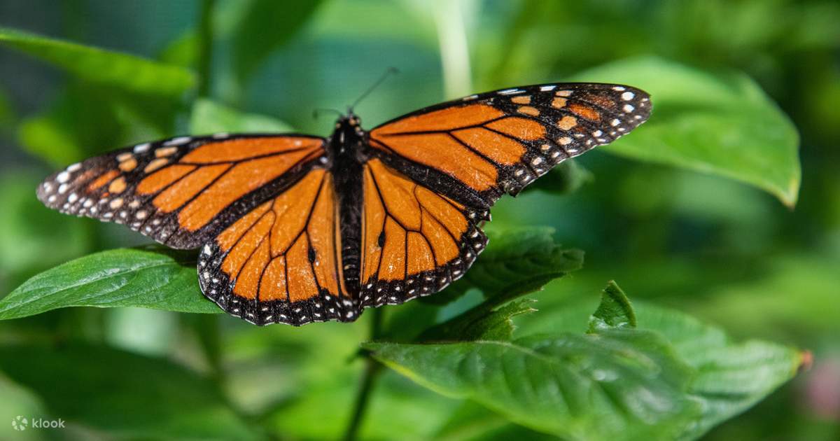 Australian Butterfly Sanctuary Cairns - Klook