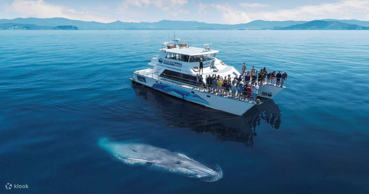 奥克兰观鲸 & 观海豚游船之旅 - Klook客路