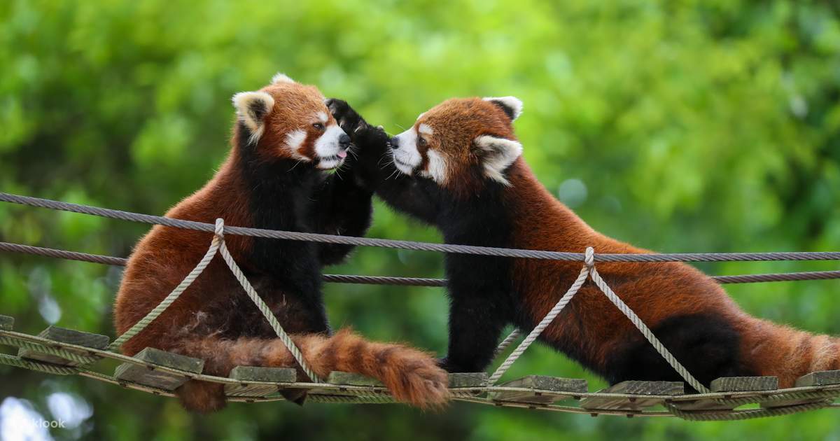 Shanghai Wild Animal Park Ticket - Klook