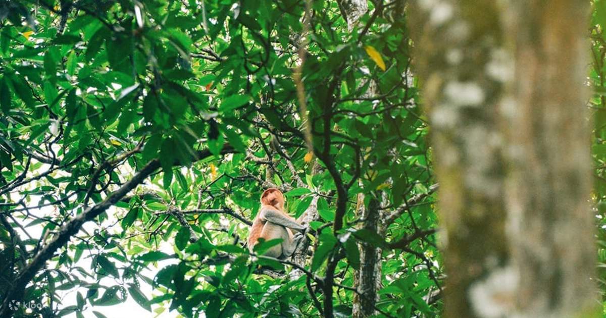 Proboscis Monkey Encounter Tour in Brunei | Klook
