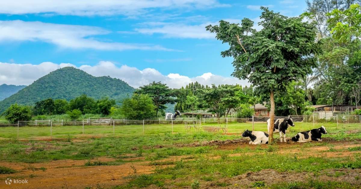 Farm Chokchai Tour in Khao Yai, Bangkok, Thailand - Klook United Kingdom