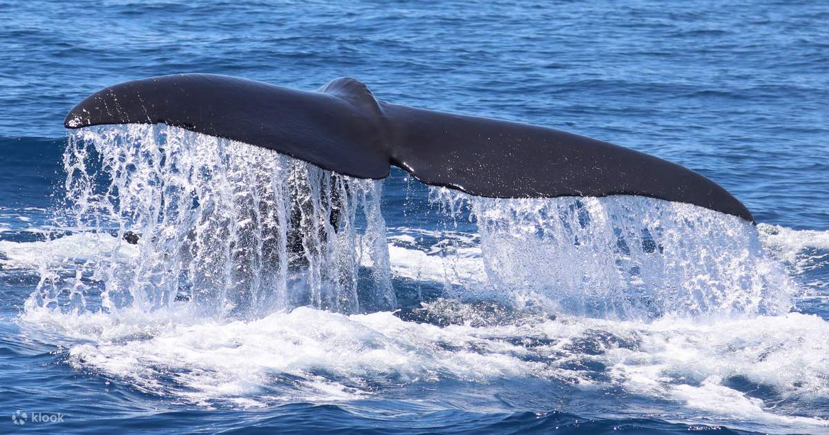 Whale Watching in Hualien with Venus Yacht - Klook United States