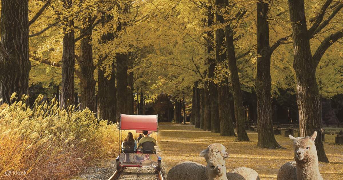 Nami Island & Eobi Ice Valley & Panorama Field & Morning Calm Tour ...