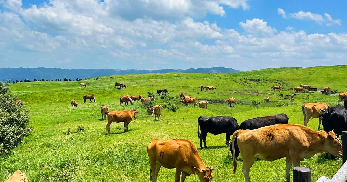One-Day Kyushu Mount Aso Nature Adventure Tour | Kamishikimi Kumanoza ...