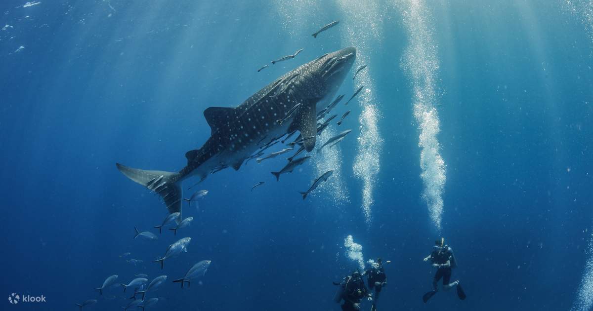 Explore Stunning Dive Sites on a Half Day Dive Trip in Koh Tao with Our ...