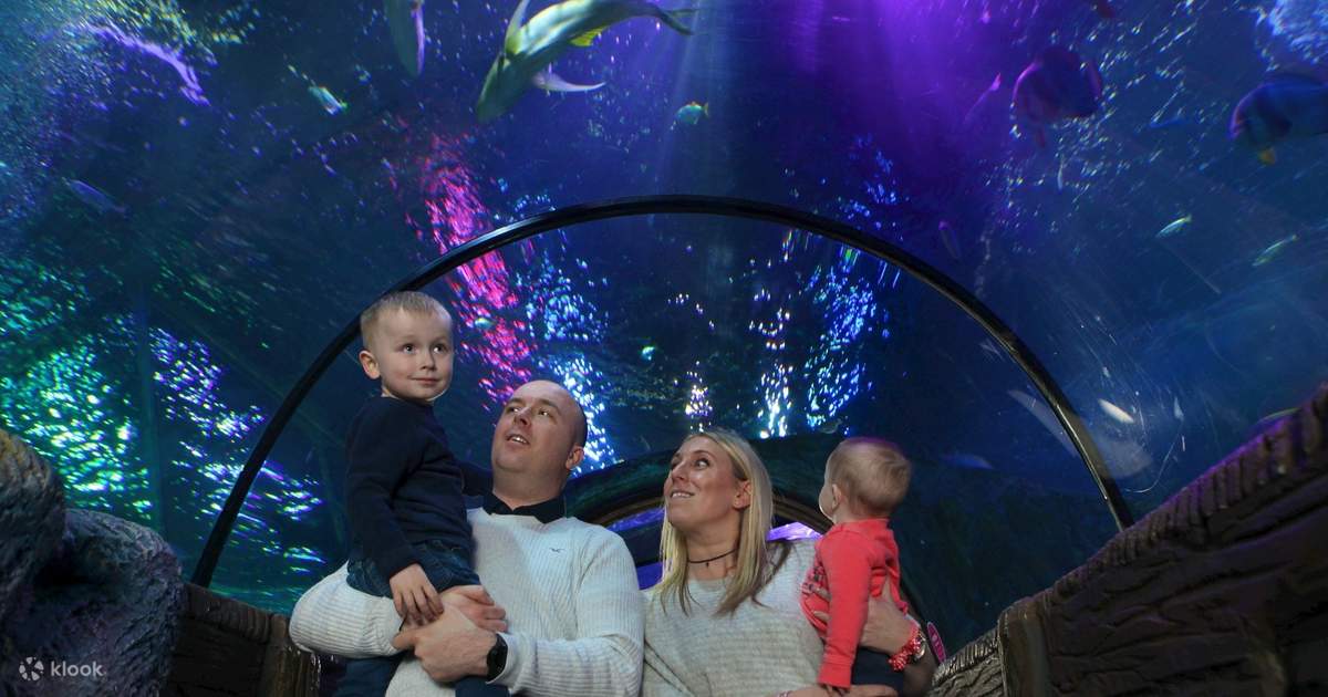 Grab your tickets for the SEA LIFE Aquarium in Blackpool! - Klook
