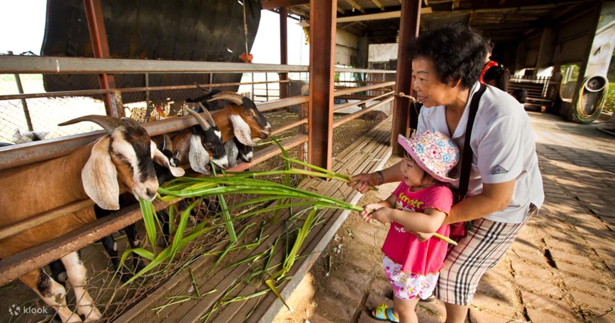 Yilan Dada Leisure Sheep Farm - Tickets, Feeding, DIY Package - Klook