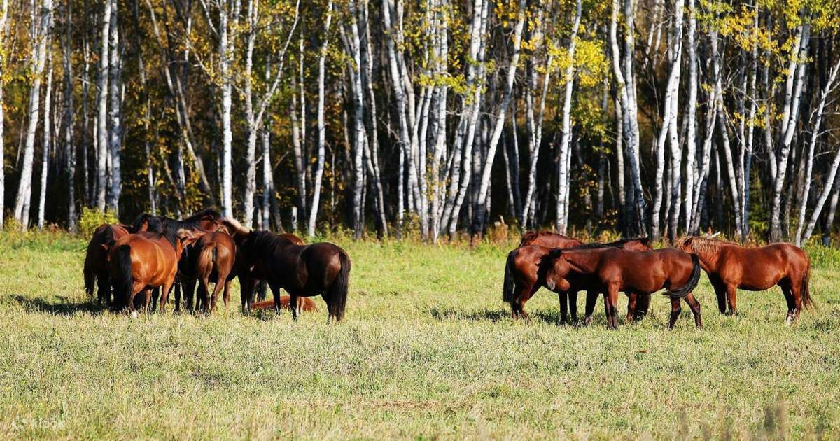Birch Tree Forest Scenic Area Ticket in Inner Mongolia - Klook Singapore