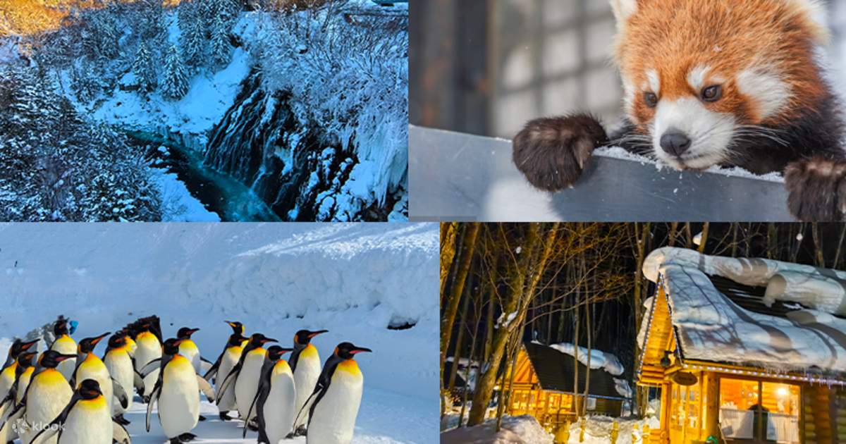 One-day tour to Asahikawa Zoo & Internet celebrity Biei Tree & Shirasu ...