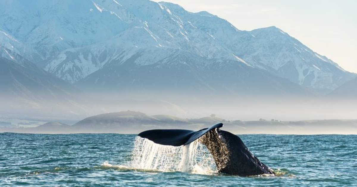 【基督城往返】凯库拉观鲸观海豹一日游 - Klook客路