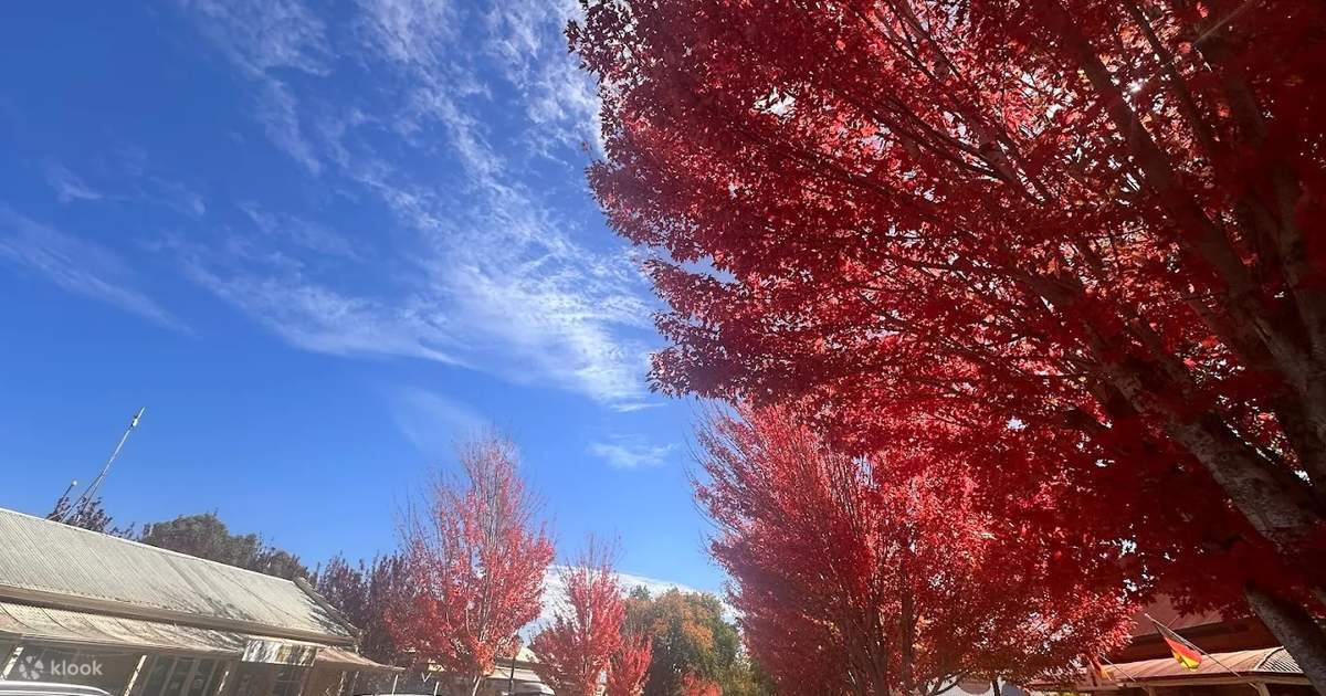 Ultimate South Australia Highlights Full-Day Tour - Klook United States