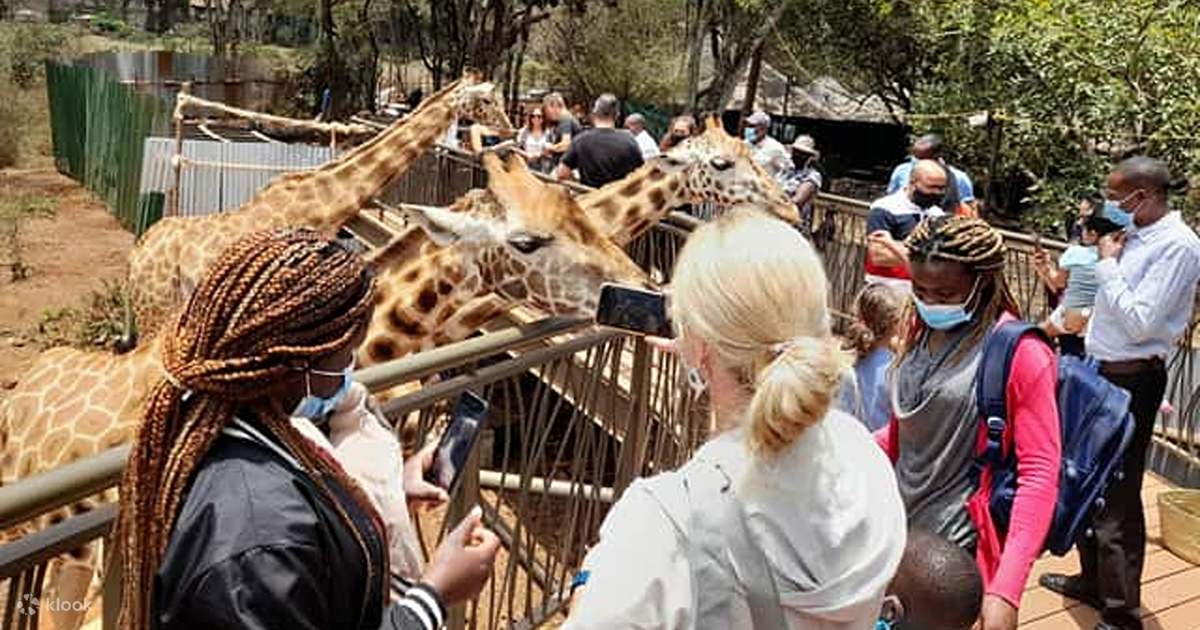 Nairobi: Visita Guiada al Centro de Jirafas Con Traslado de Ida y ...