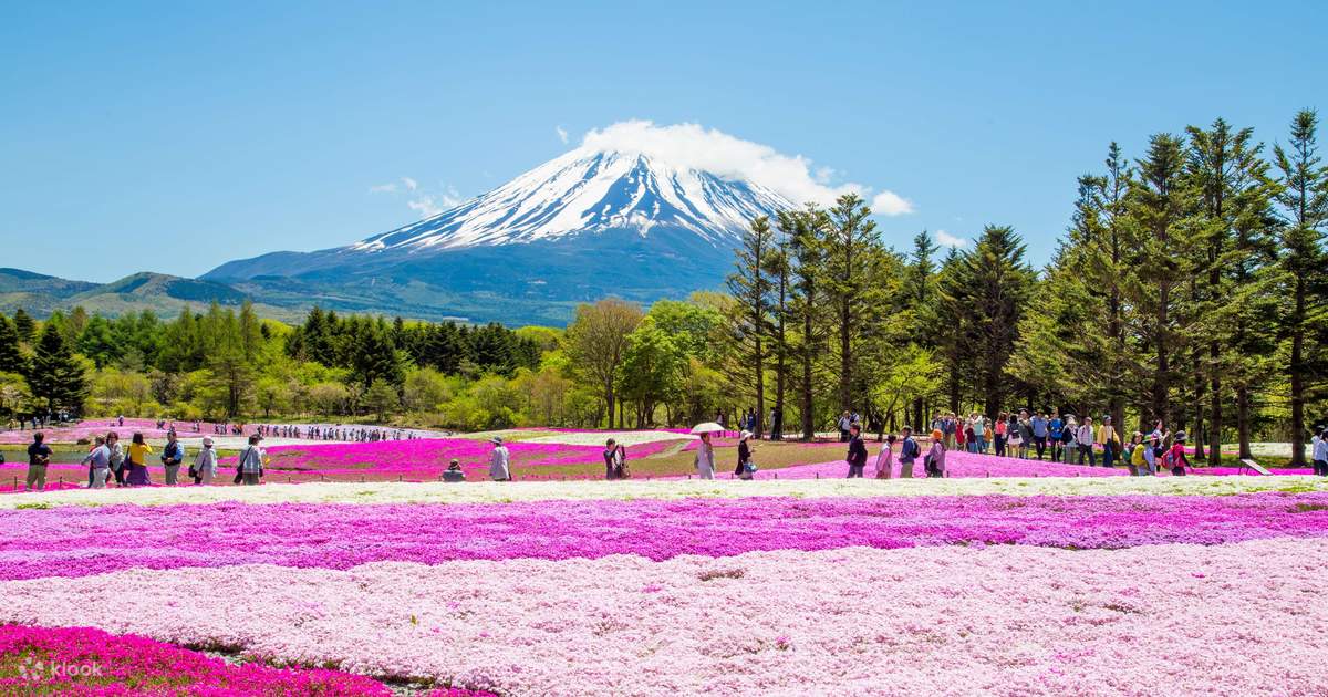 One-day Tour to Mt. Fuji's Popular Flower Viewing Spots (Depart from ...