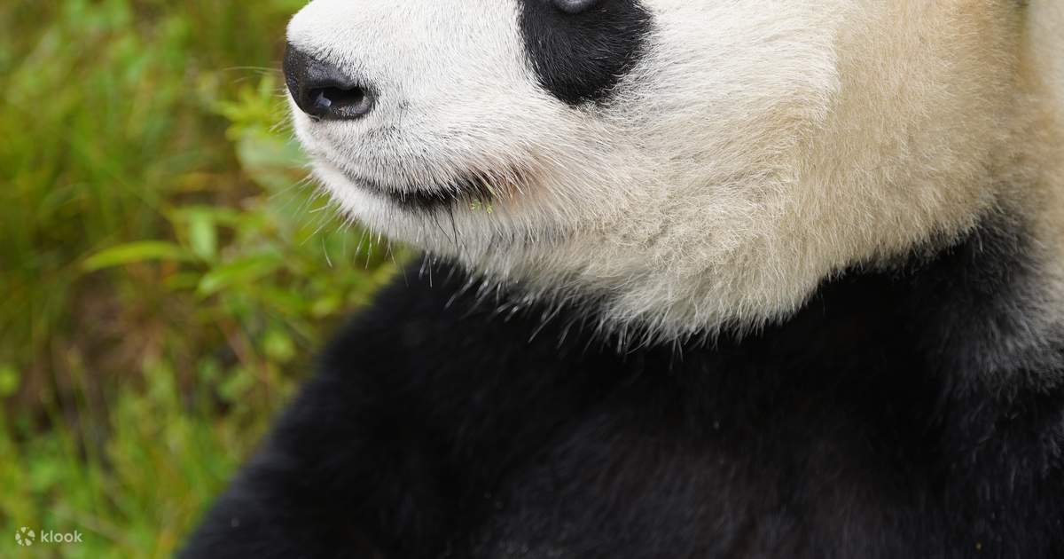 Panda and city culture in chengu,SICHUANG - Klook