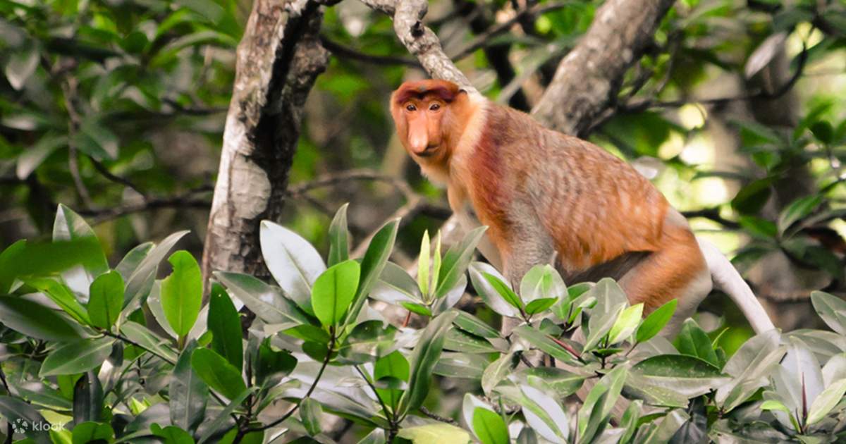 Visite de rencontre avec le singe Proboscis au Brunei - Klook États-Unis