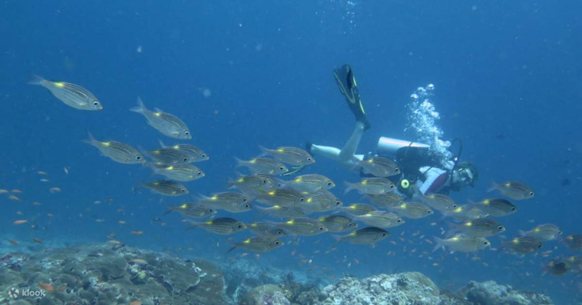 Discover Scuba Dive in Maldives - Klook