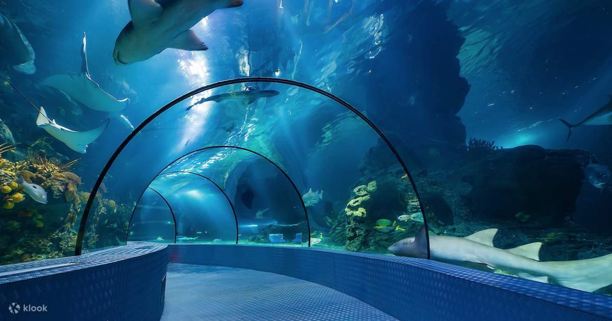 Changfeng Ocean World Admission Ticket in Shanghai - Klook