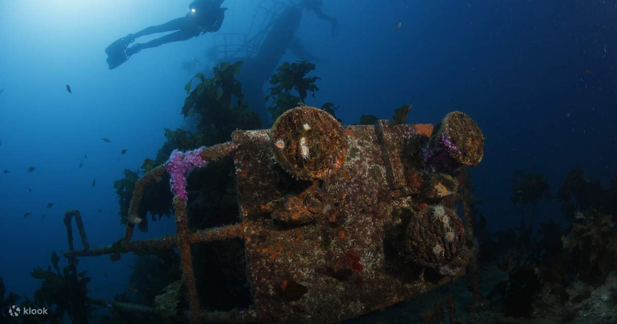 Explore the Canterbury Wreck & Reef Dive in Paihia with PADI 5 Star ...