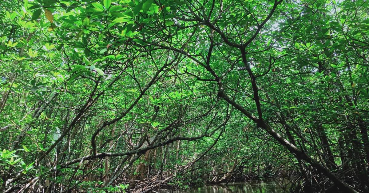 民丹島螢火蟲和紅樹林河之旅 Klook 客路