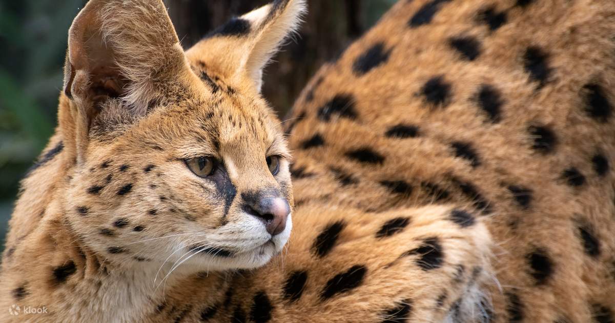 Mogo Wildlife Park Ticket - Klook Australia