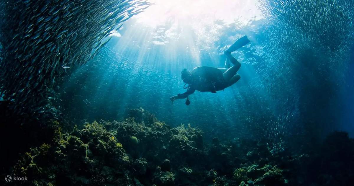 Explore the Depths with PADI OW Diver Course in Bohol | Dive at a PADI ...