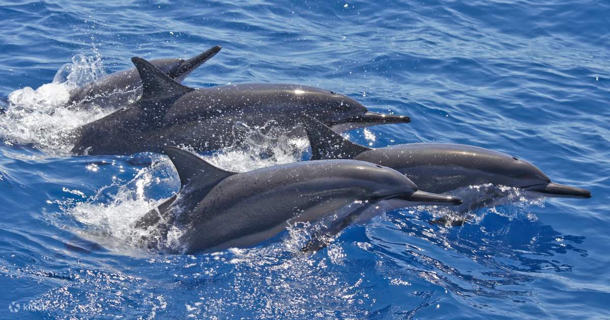 Snorkeling and Dolphin Watch in Maui - Klook