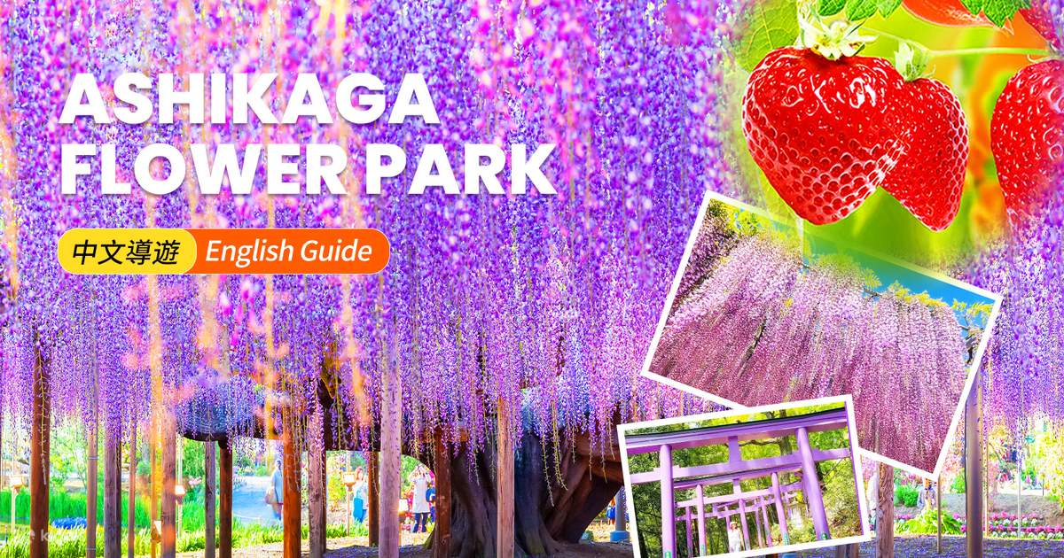 Tochigi Wisteria Festival, Ashikaga Orihime Shrine Seven-Colored Torii ...