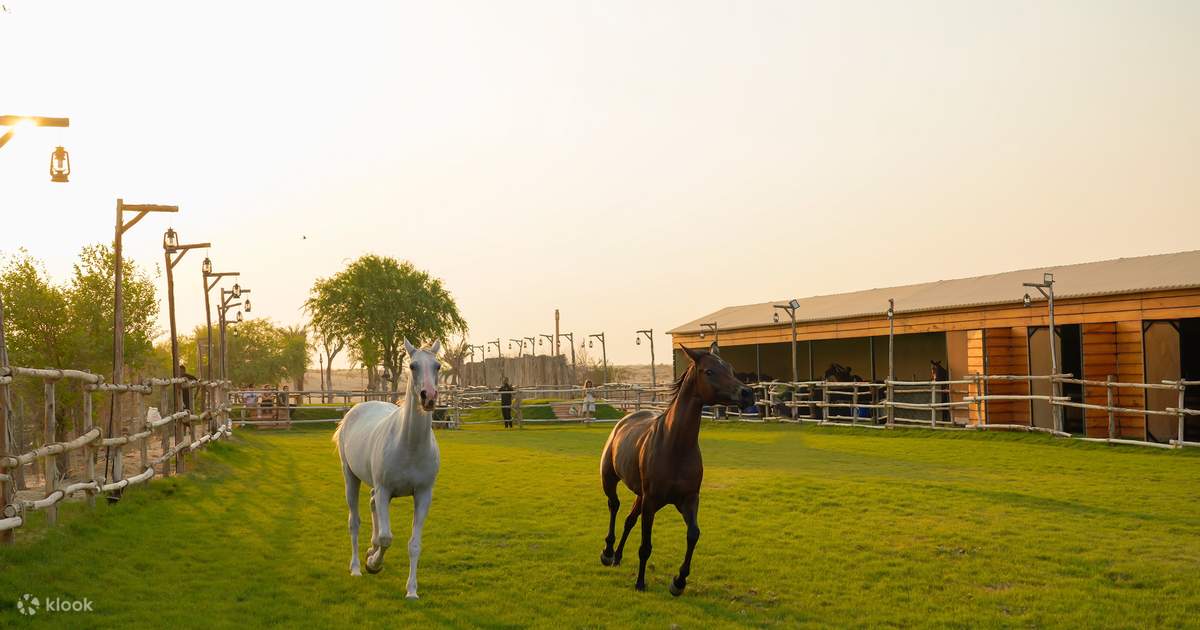 Horse riding experience with snack at Al Marmoom Oasis in Dubai - Klook ...