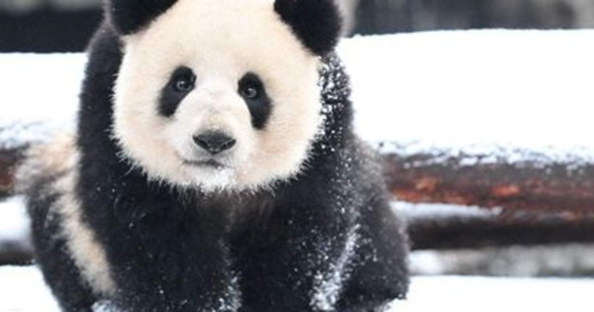 Hangzhou Zoo Ticket - Klook United States