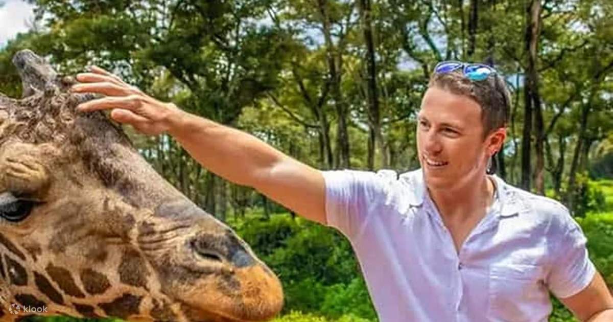 Mombasa: Guided Nature Walk Amongst Giraffes - Klook Australia