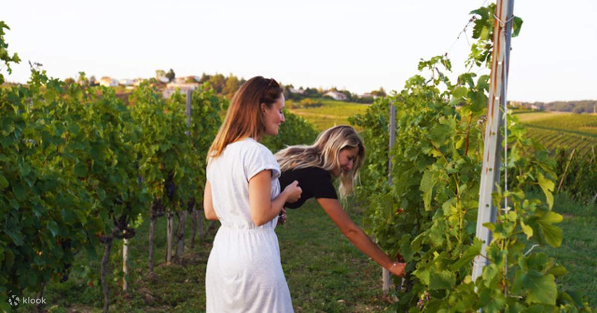 Vallee du Rhone Wine Day Tour from Lyon - Klook, Vereinigte Staaten