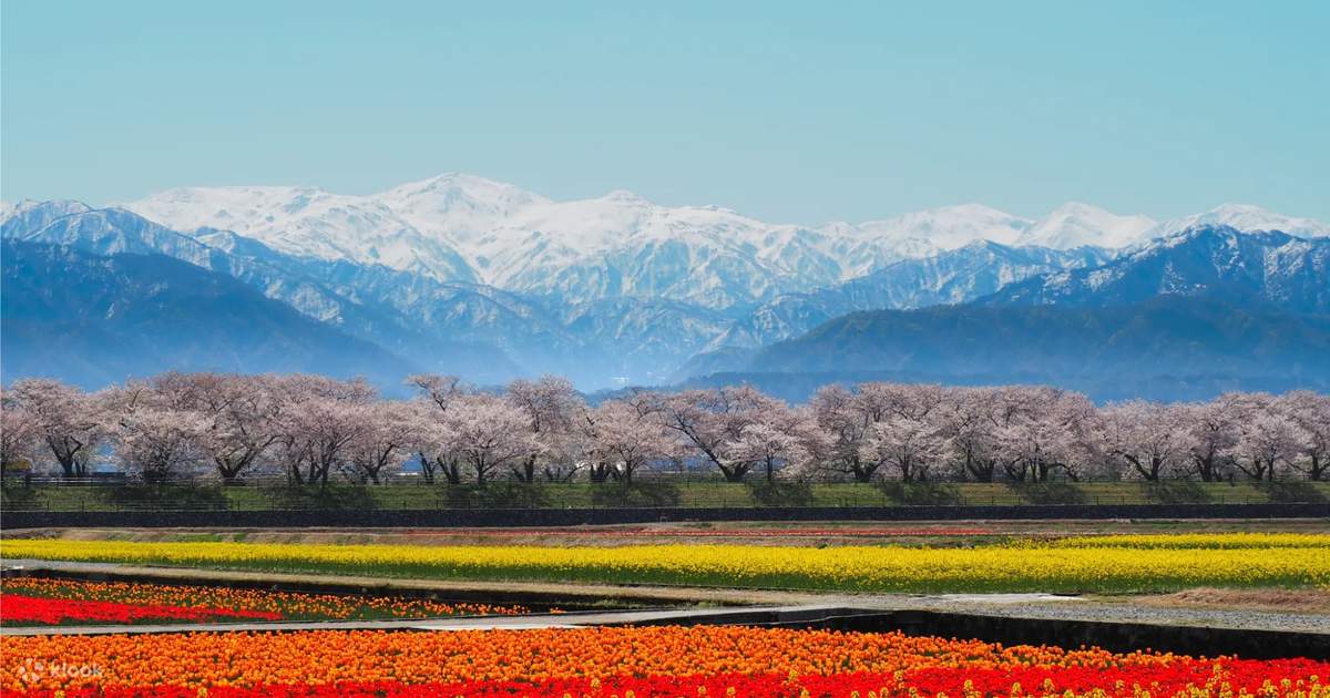 Spring Quartet & Matsukawa SAKURA in Toyama Day Tour from Kanazawa - Klook