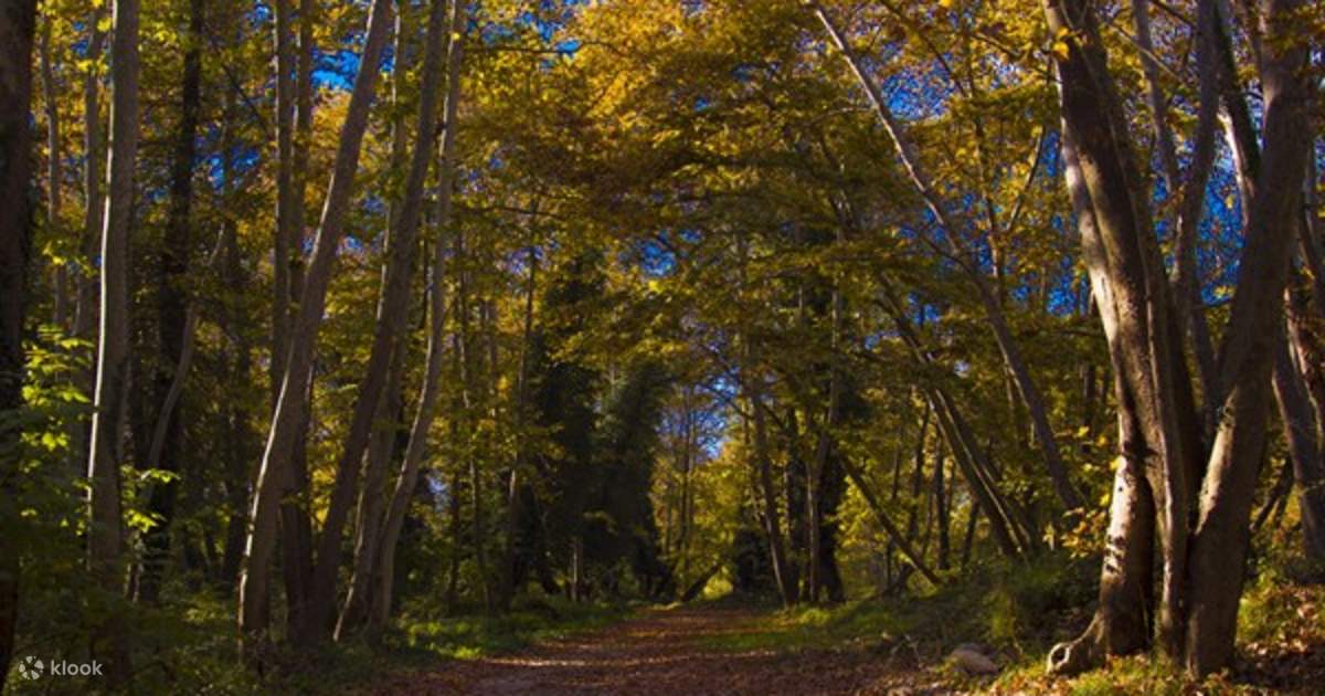 Explore the Enchanting Chestnut Forest with a Private Tour in Steni ...