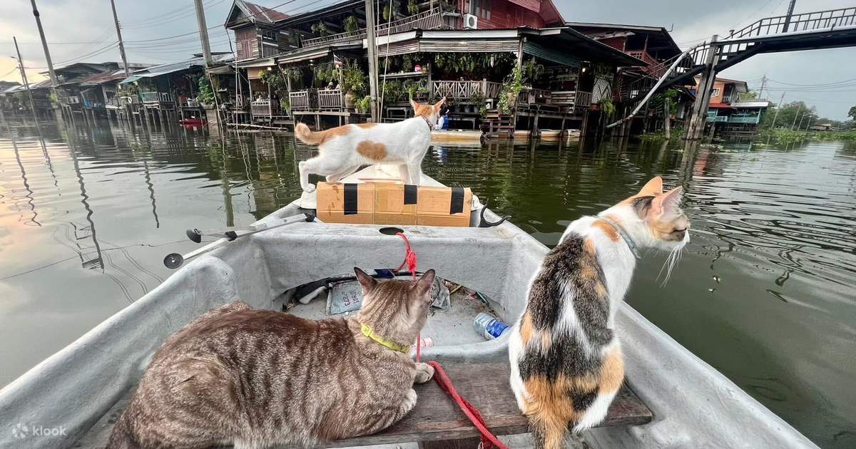 Bot kucing & matahari terbenam di Bangkok - Klook Amerika Syarikat