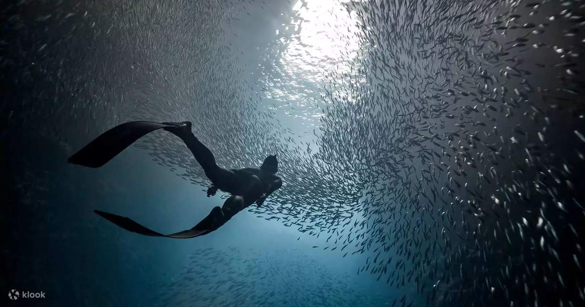 Beginner Freediving Course (with Bonus Session) - Klook Singapore
