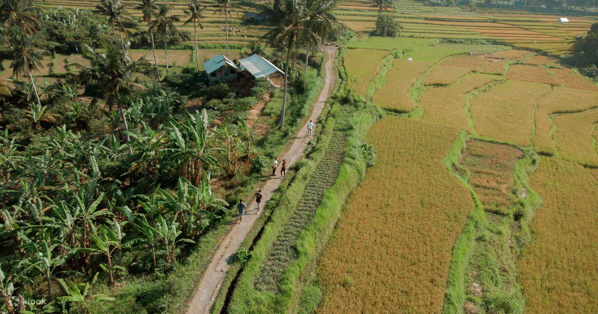 Bali Rural, Hill, and Rice fields Private Day Trekking Tour - Klook ...