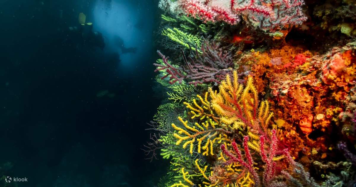 PADI ReActivate Scuba Refresher in Catalonia with PADI 5 Star CDC ...