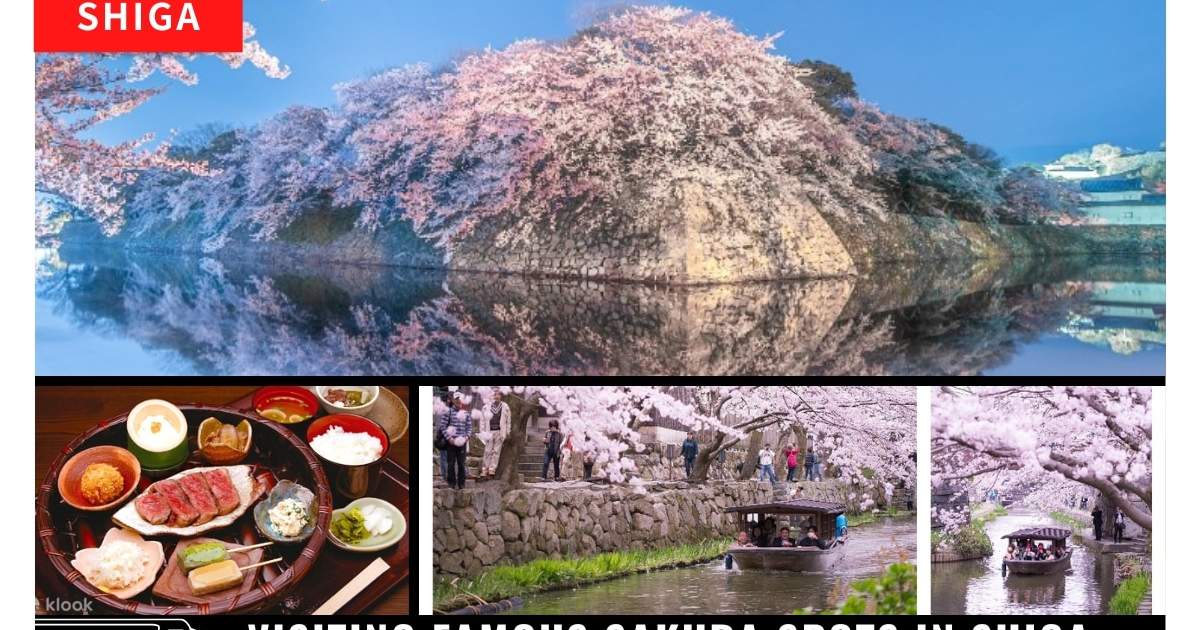 Kaizu Osaki, Omihachiman, and Hikone Castle Bus Tour with Cherry ...