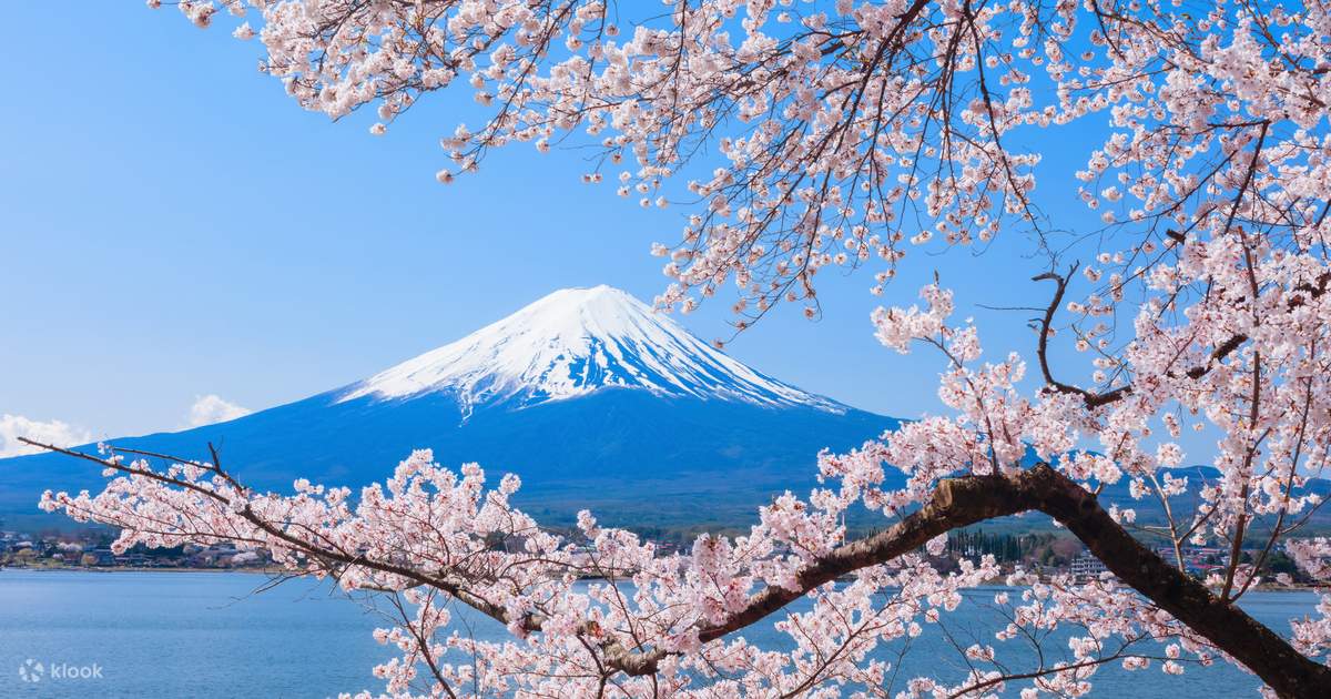 Yamanashi Cherry blossoms & Illuminations & Strawberry Picking Tour ...