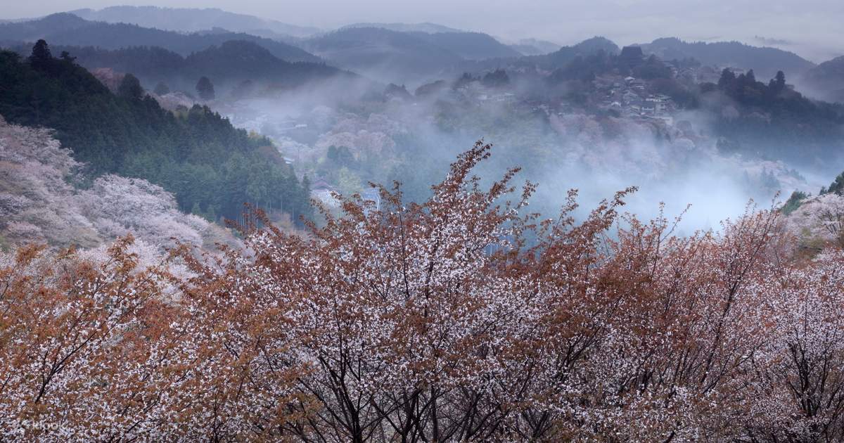 Mount Yoshino Cherry Blossom Tour with Yoshino Ropeway Experience ...