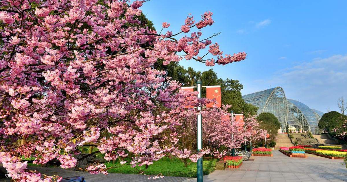 [Cherry Blossom Season Promotion] Chongqing Longmenhao Old Street ...