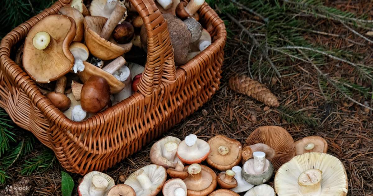 Fantasía "de setas" de Yunnan de 6 días, con inicio y fin en Lijiang ...